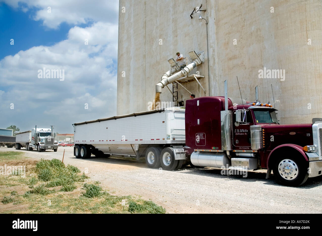 A long-haul semi truck receives a load of wheat to transport Stock ...