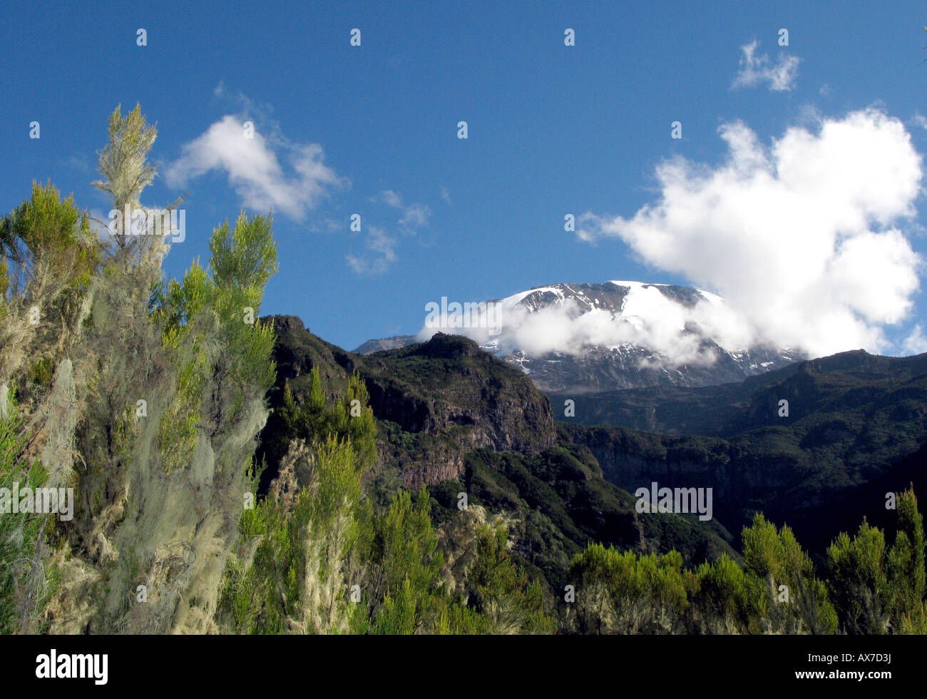 View of Mount Kilimanjaro from the giant heather forest in Northern ...