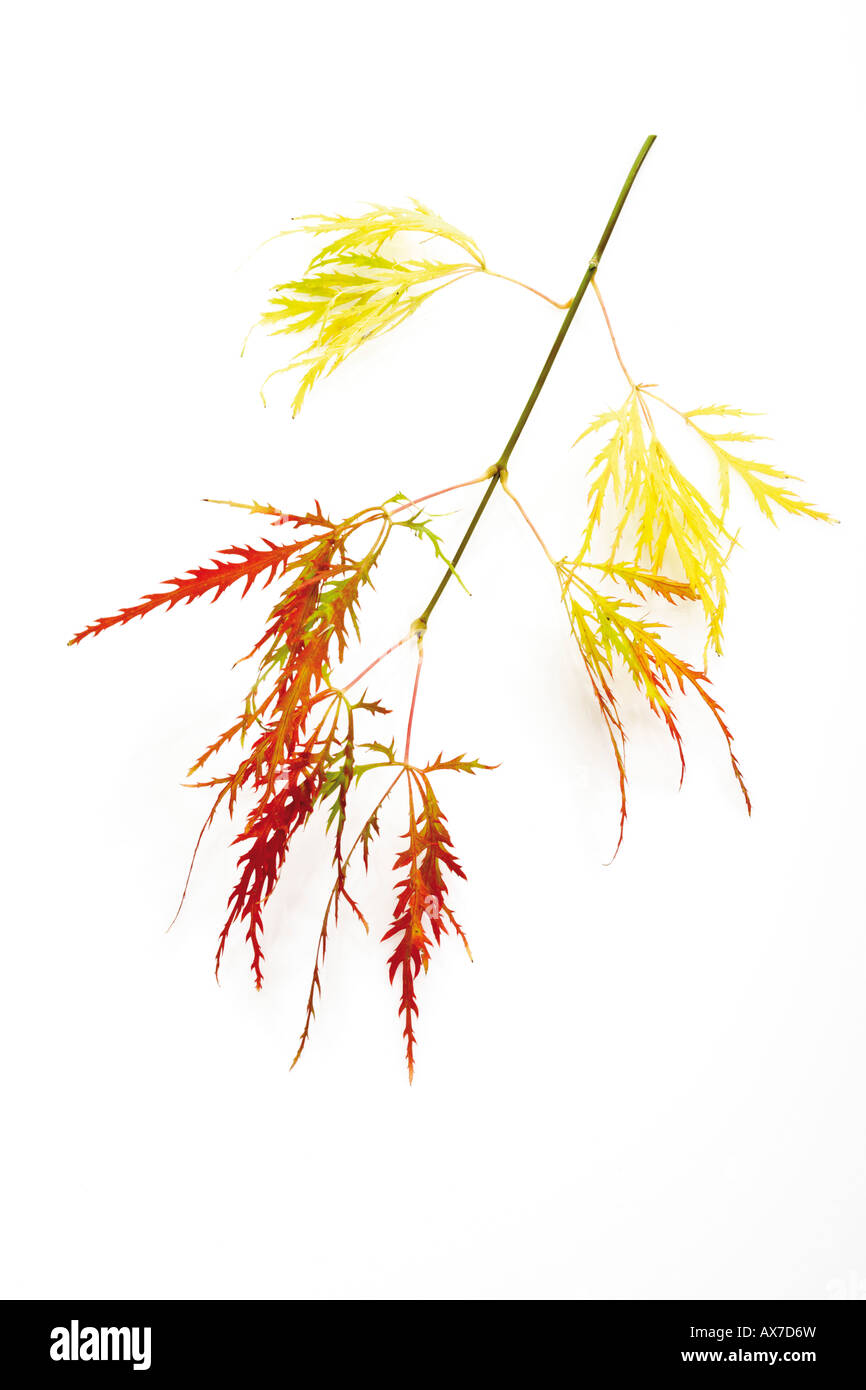 Twig of Japanese Maple (Acer palmatum dissectum), close-up Stock Photo ...