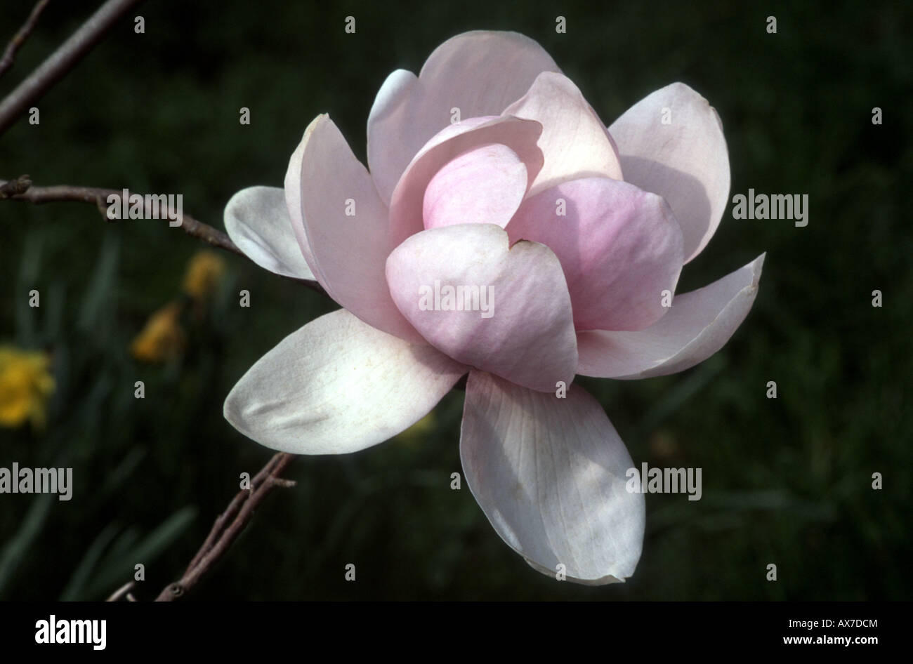 Magnolia iolanthe spring flower horticulture gardens gardening hi-res ...