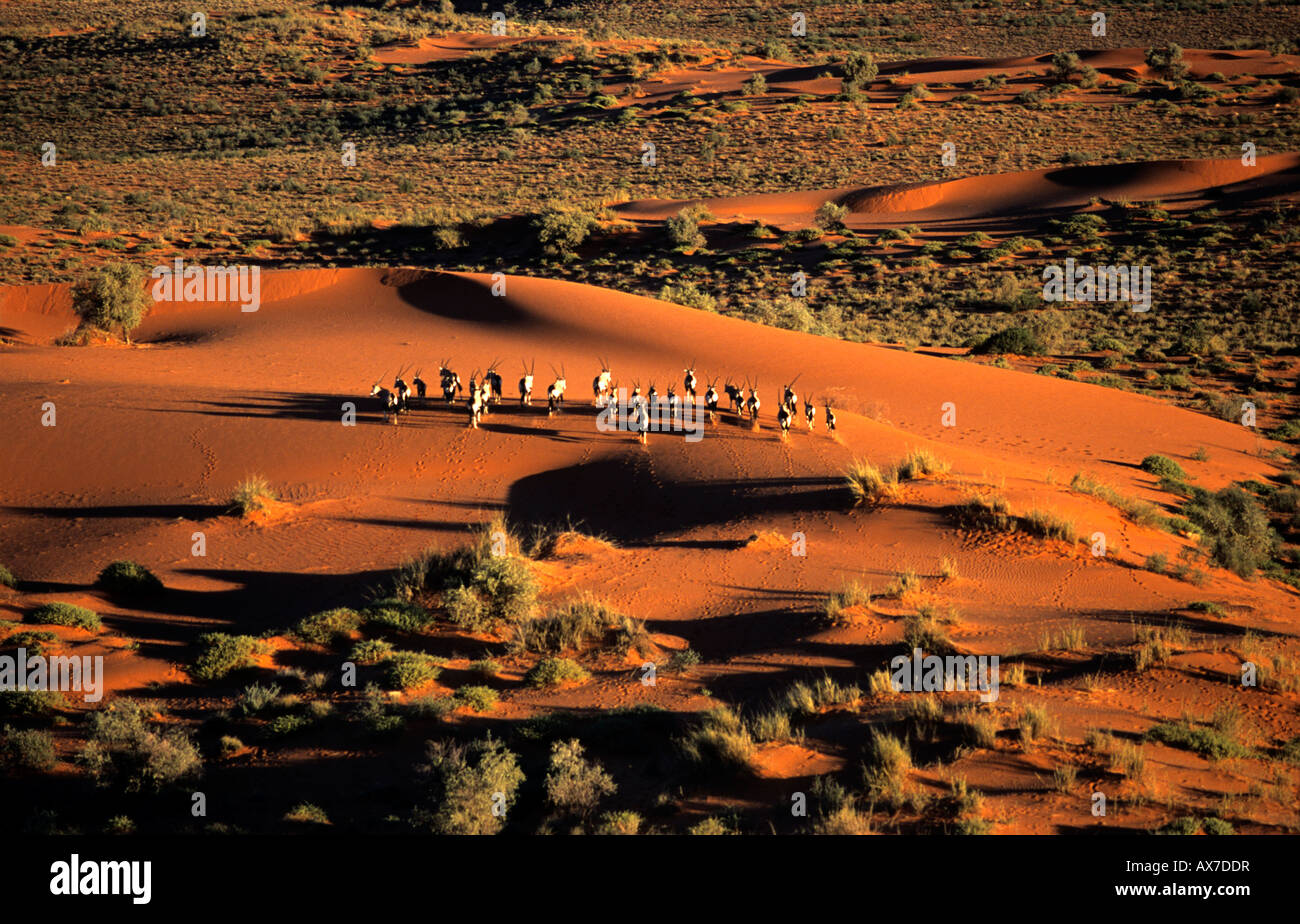 Aerial view of Oryx Gemsbok Oryx gazella Kalahari desert Farm ...