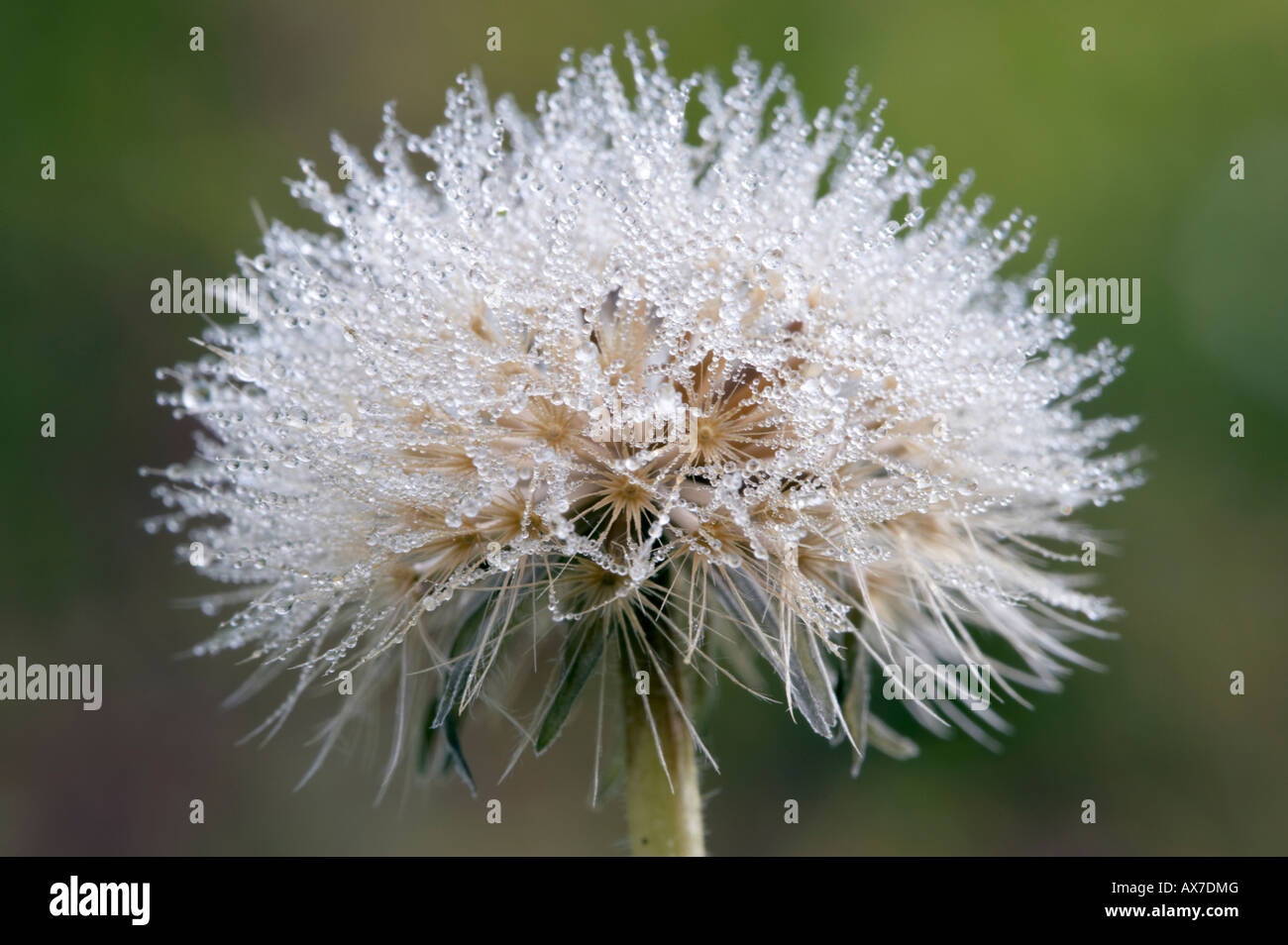 Goat's Beard Tragopogon pratensis seed head Stock Photo - Alamy