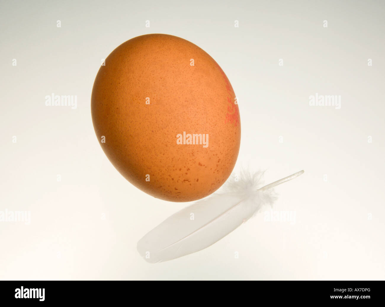 Feather and Egg Stock Photo - Alamy