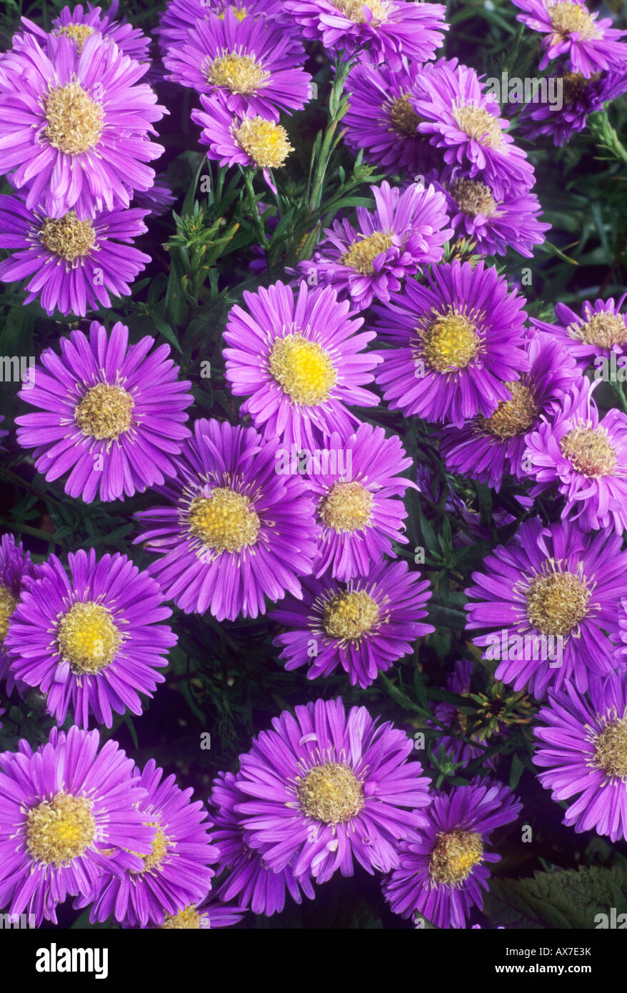Aster dumosus 'Sapphire' pink purple flower garden plant Stock Photo ...