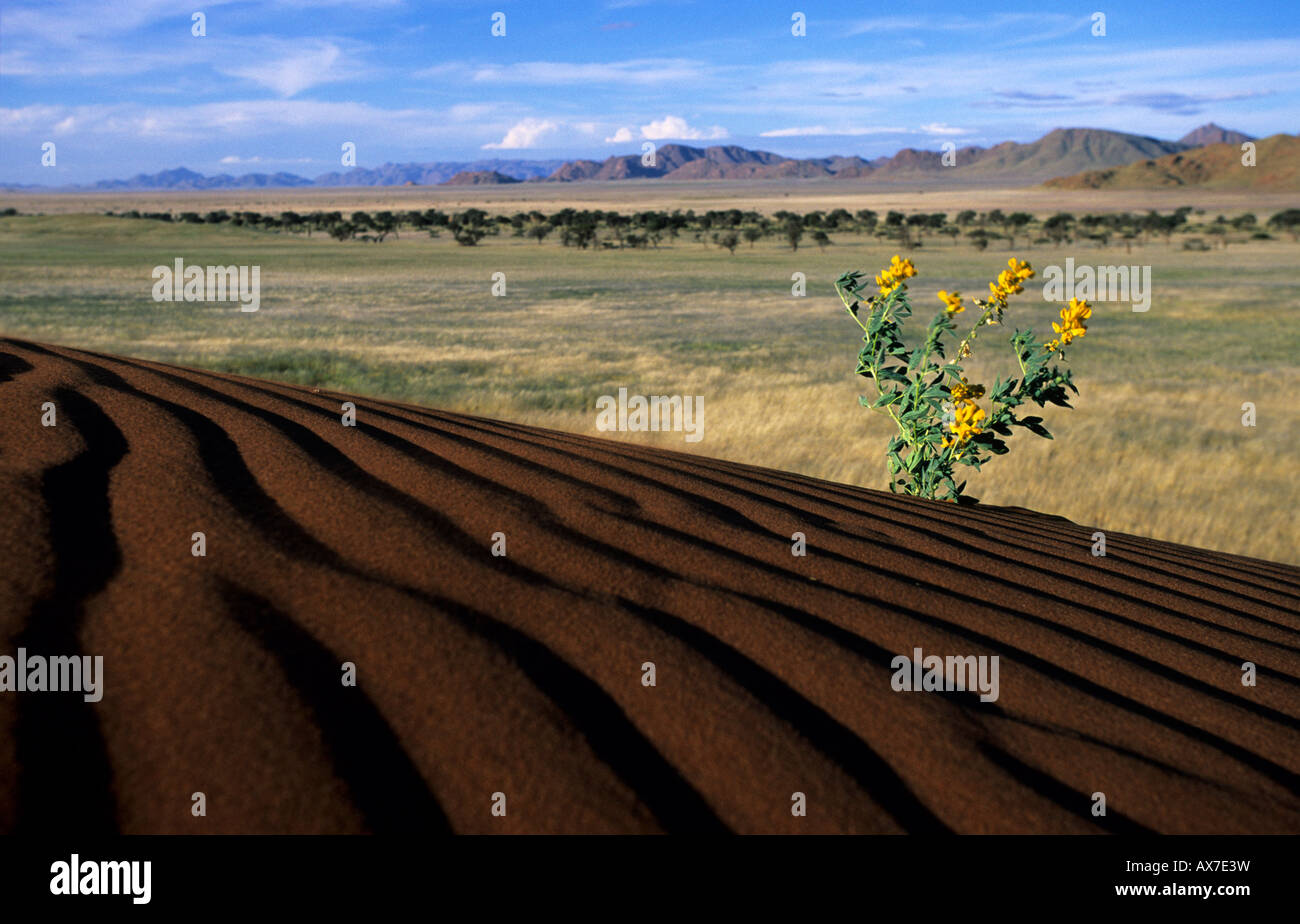 Namib desert dunes grass flowers Dieprivier Namibia Stock Photo - Alamy