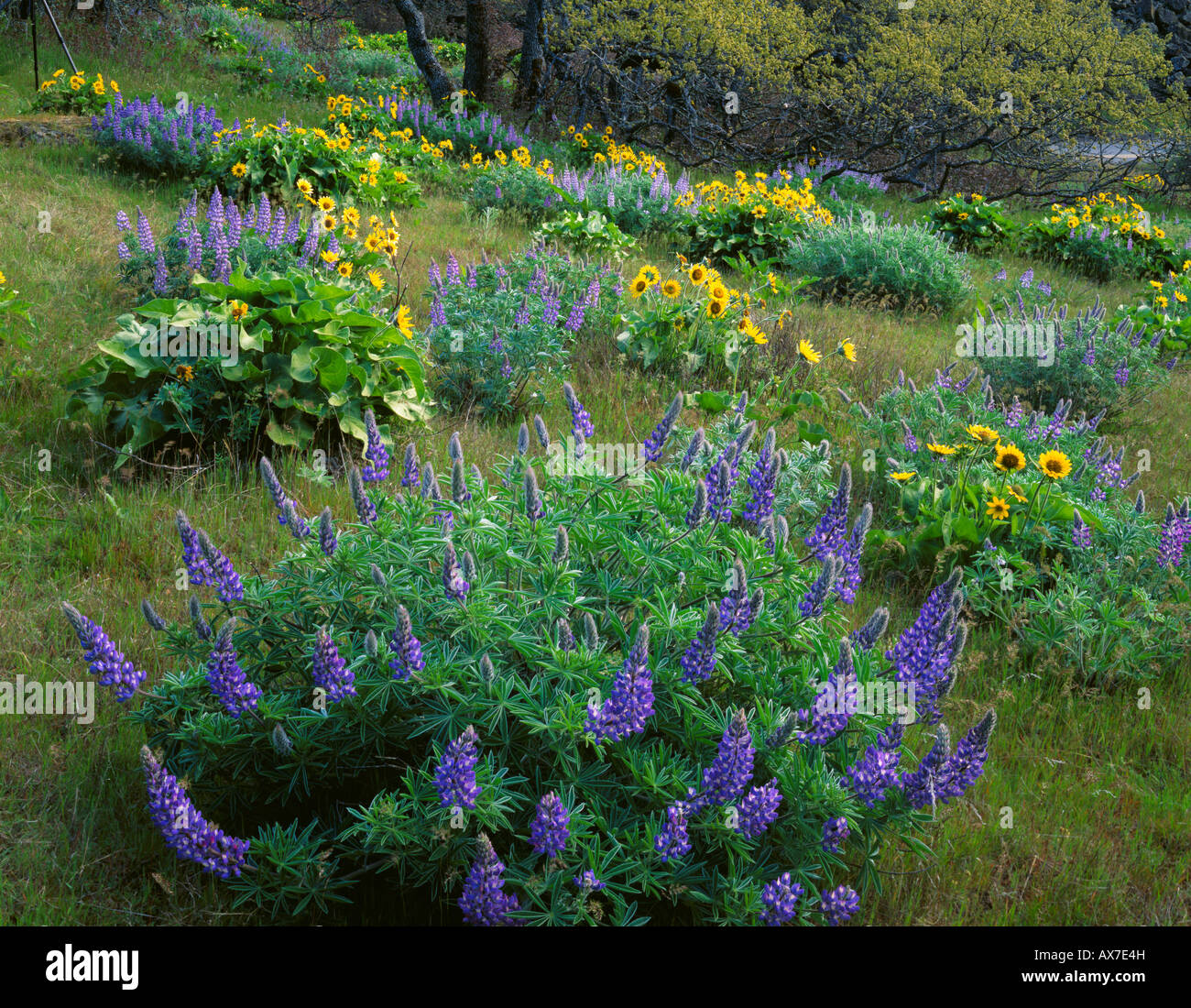 Forested plateau spring hi-res stock photography and images - Alamy