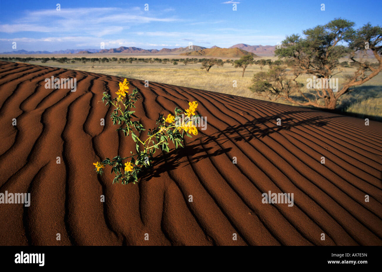 Namib desert flowers landscape hi-res stock photography and images - Alamy