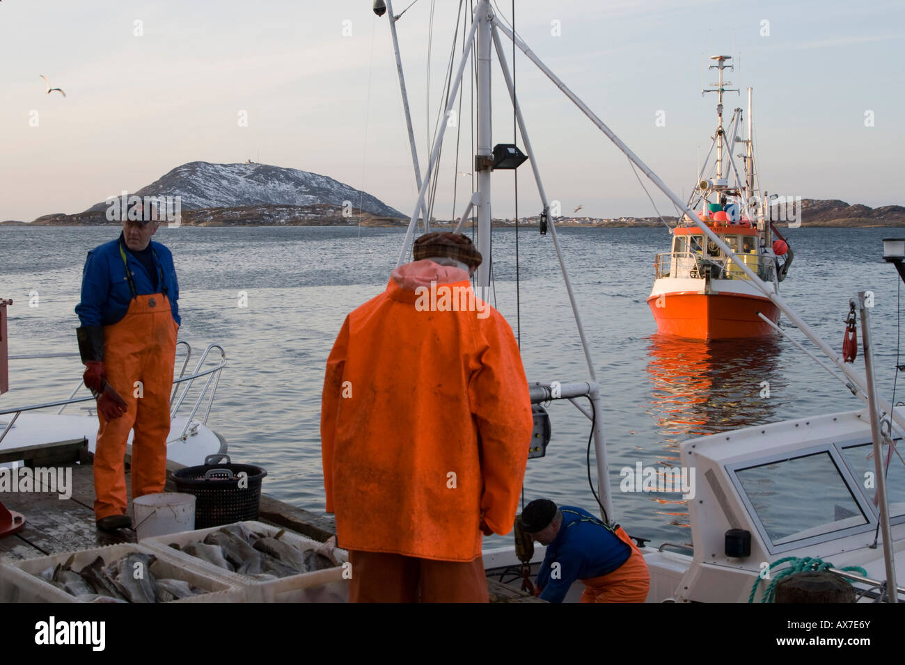landing the days fishing catch of arctic cod plus? at hillesoy troms ...