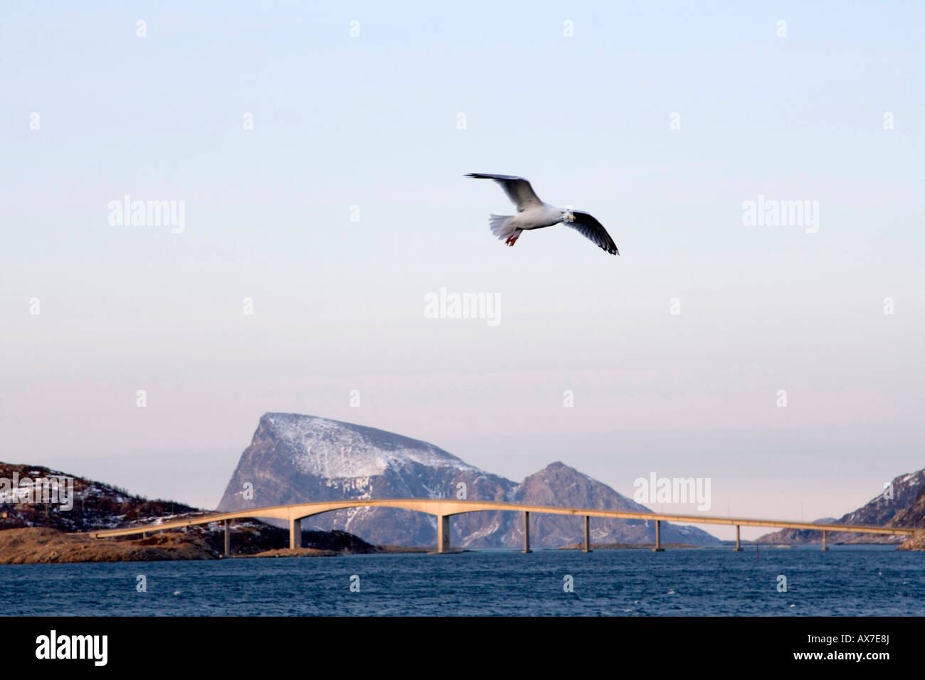 seagull flying and concrete bridge to Sommarøy island from Kvaløya ...