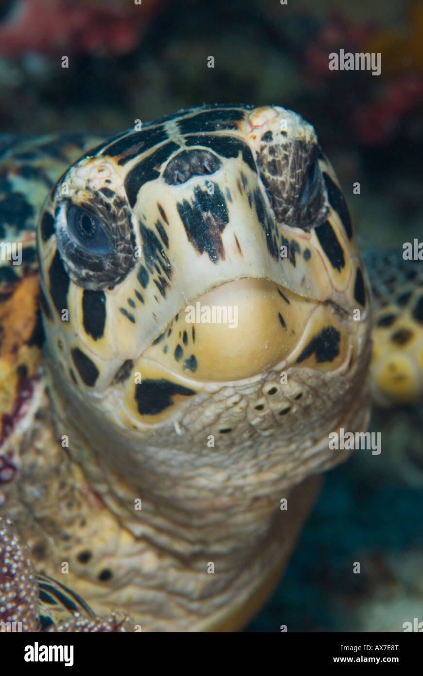 Hawksbill turtle in Wakatobi Indonesia Stock Photo - Alamy