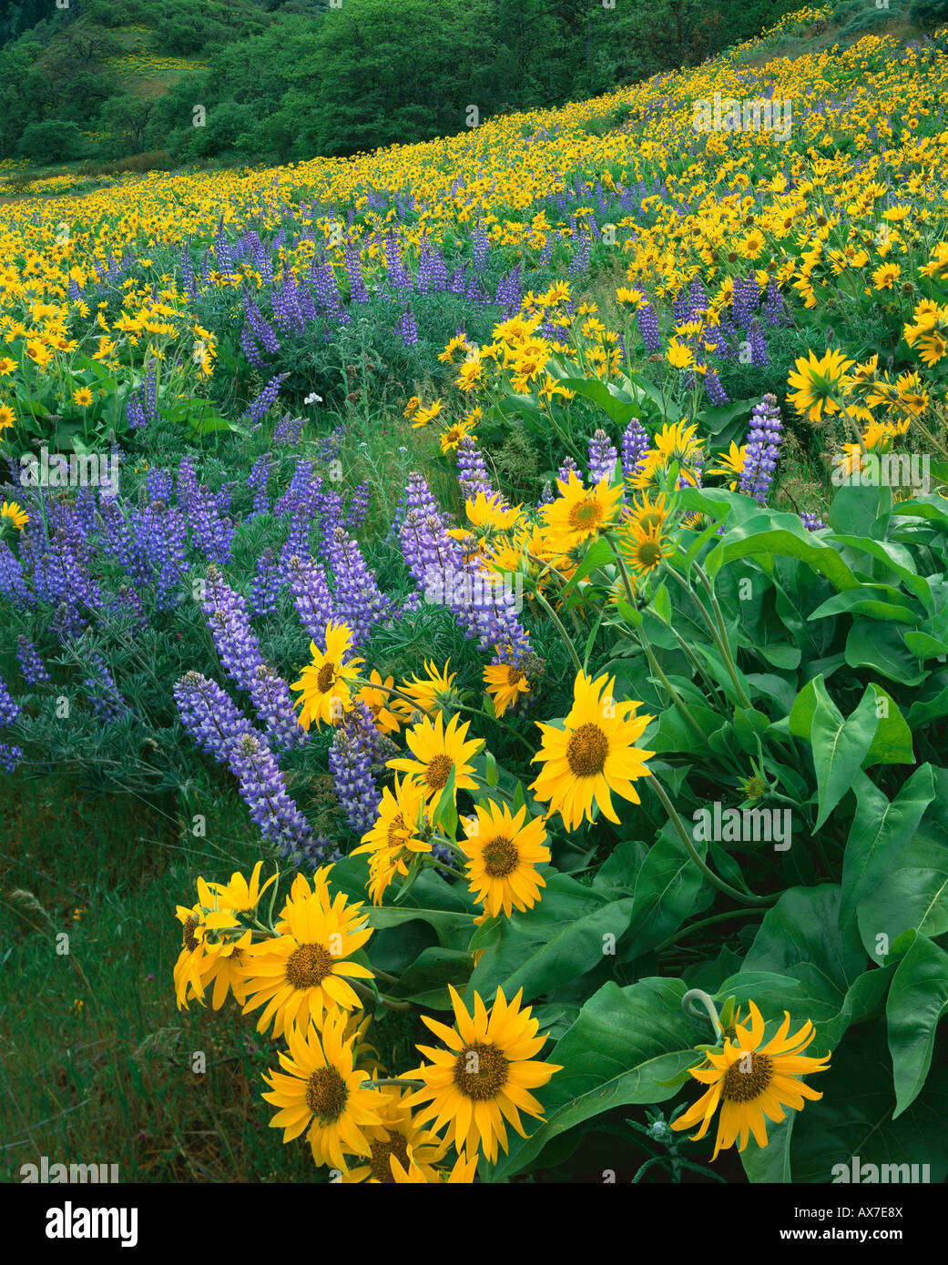 Tom mccall point trail hi-res stock photography and images - Alamy
