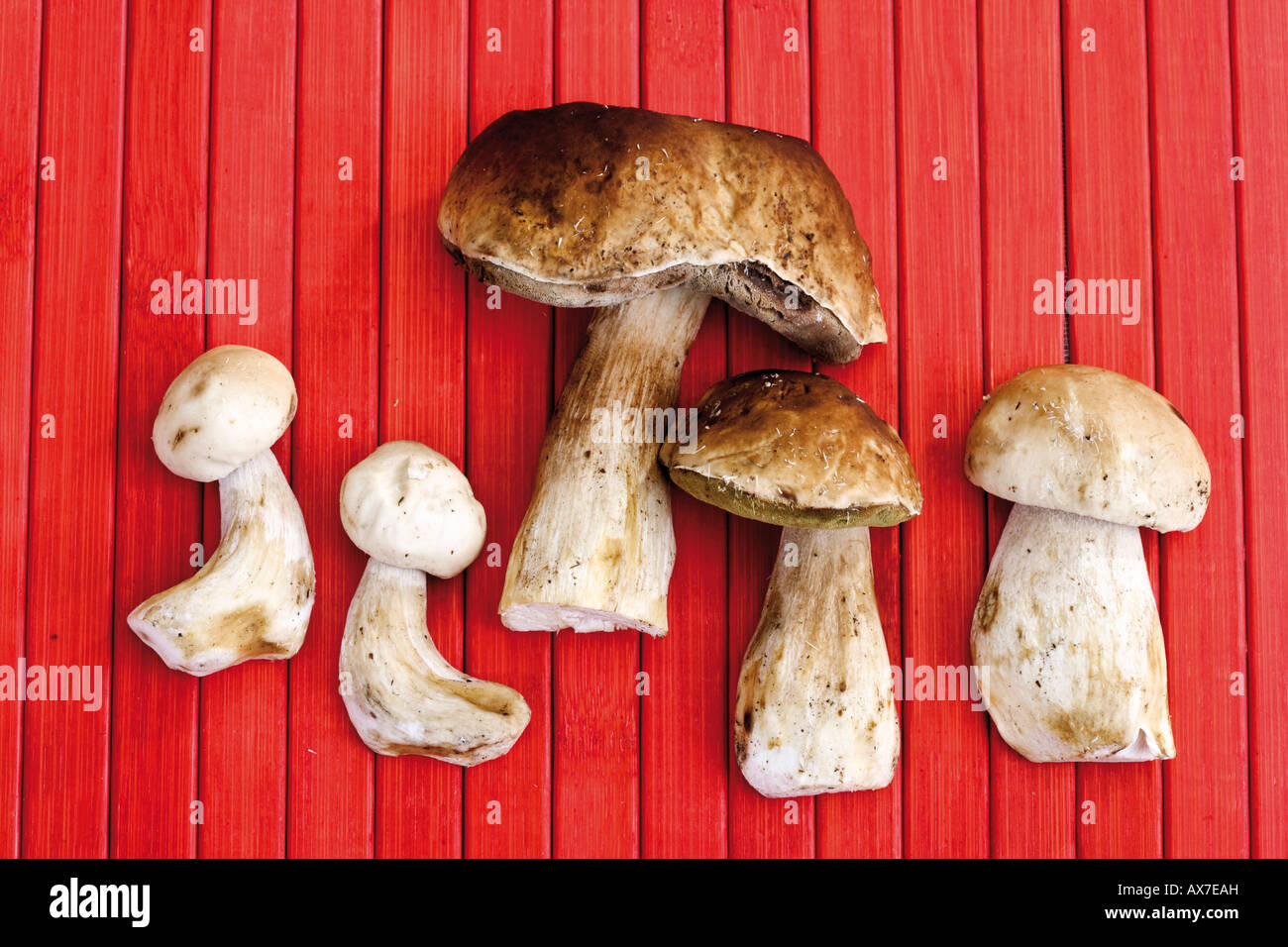 Ceps on red background, elevated view Stock Photo - Alamy