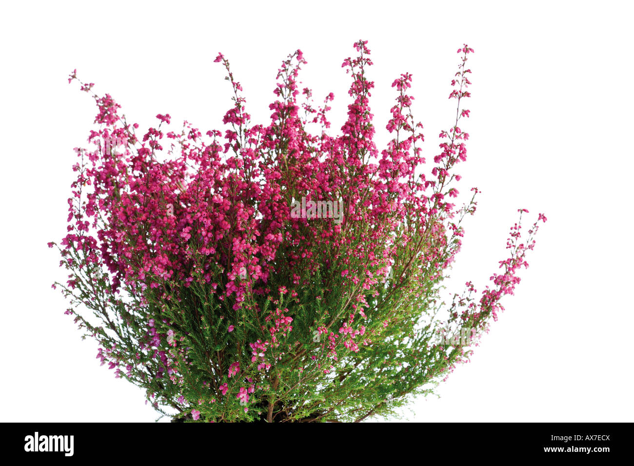 Heather erica hi-res stock photography and images - Alamy