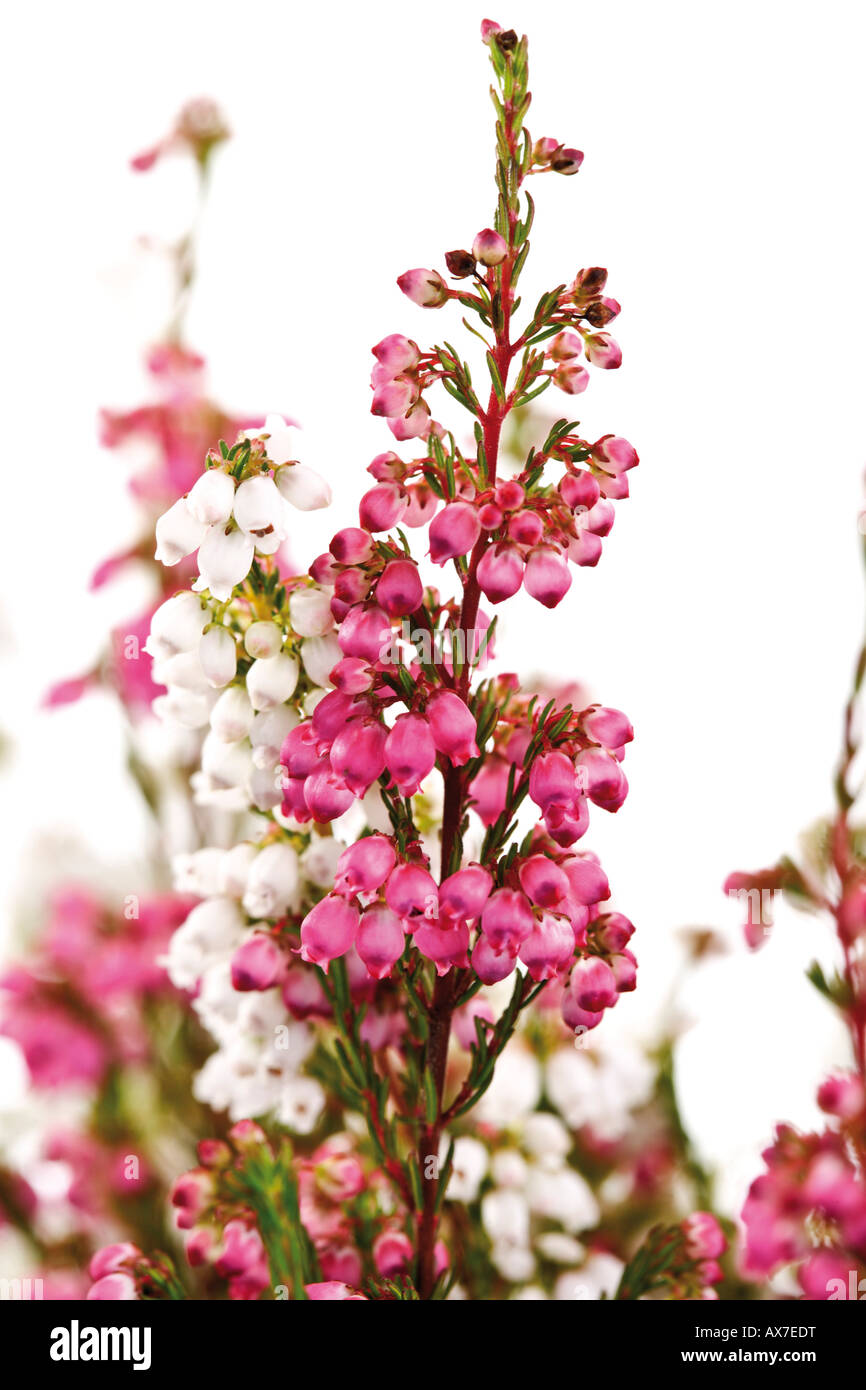 Cross-leaved heath (Erica tetralix Stock Photo - Alamy