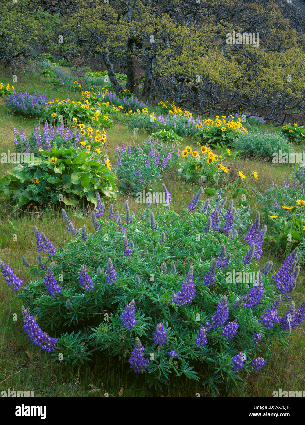 Forested plateau spring hi-res stock photography and images - Alamy