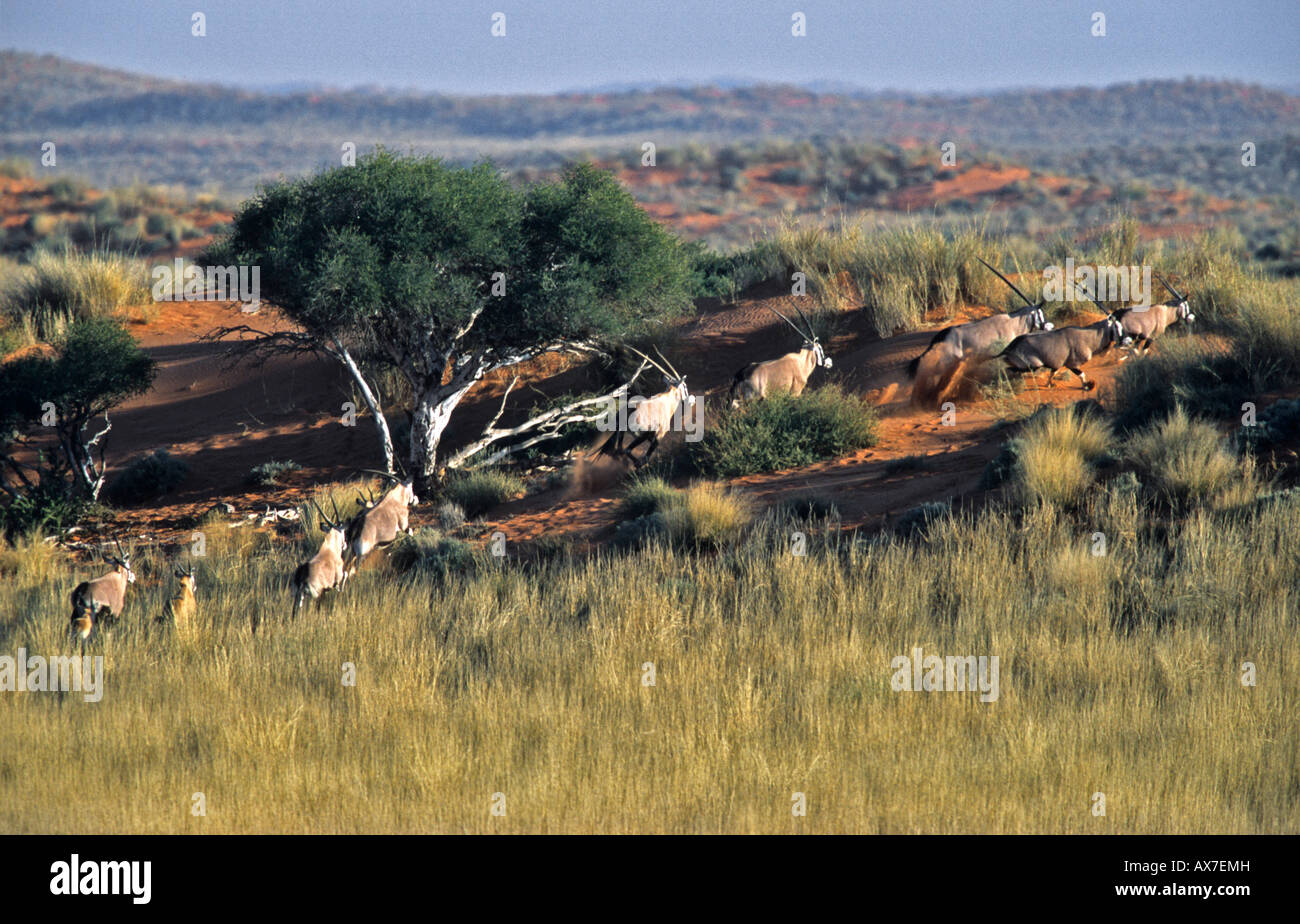 Oryx Gemsbok Oryx gazella Kalahari desert farm Langvlakte Aroab ...