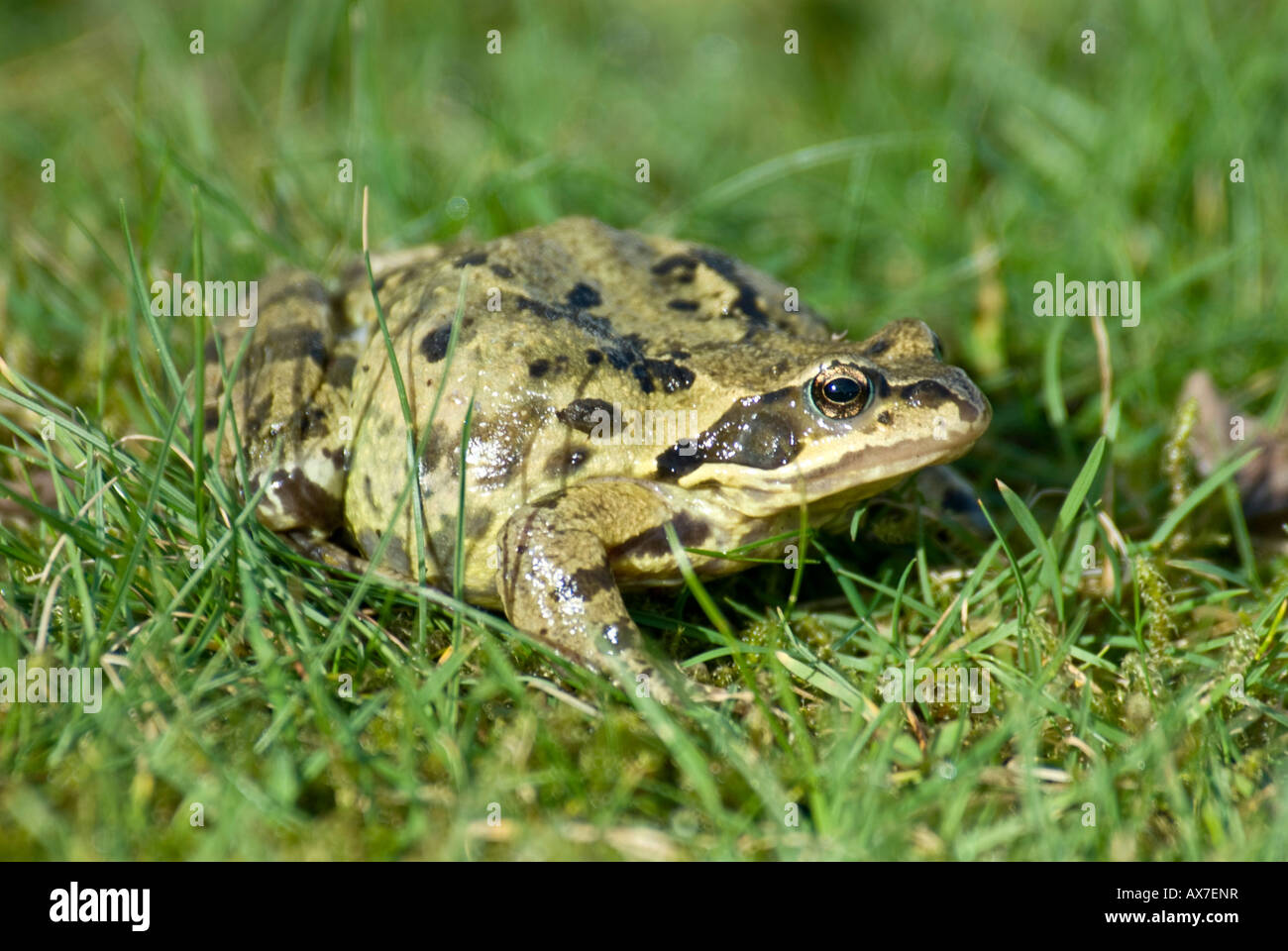 A common frog Stock Photo - Alamy