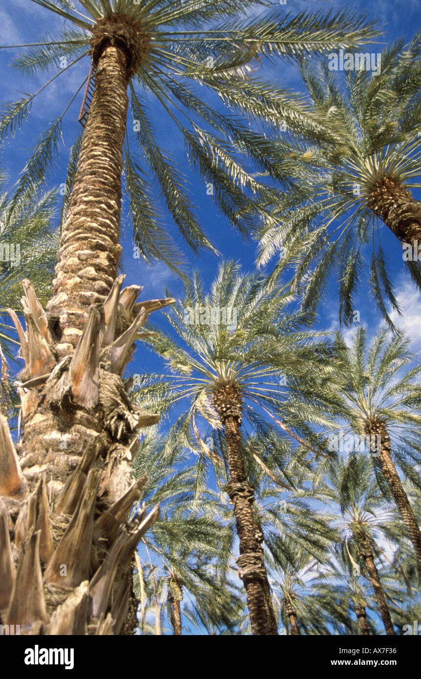 Date Palm Trees California USA Stock Photo - Alamy