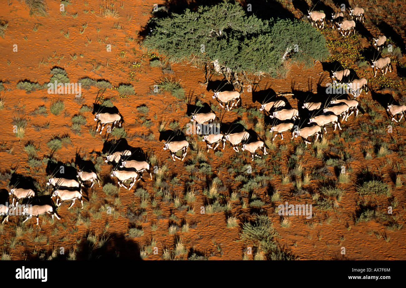 Aerial view of Oryx Gemsbok Oryx gazella Kalahari desert Farm ...