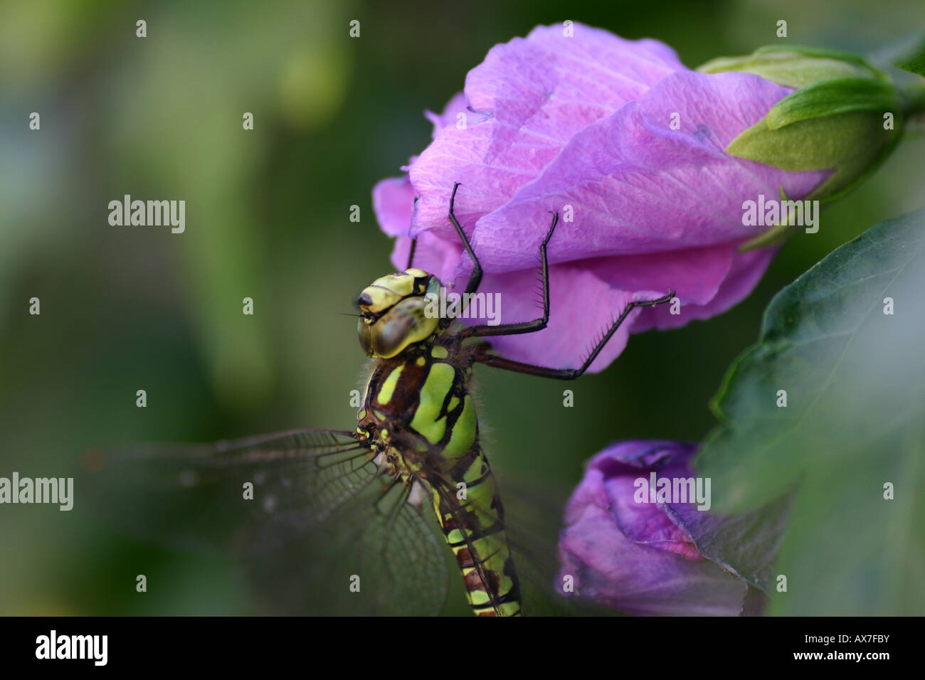 Dragonfly on flower Stock Photo - Alamy