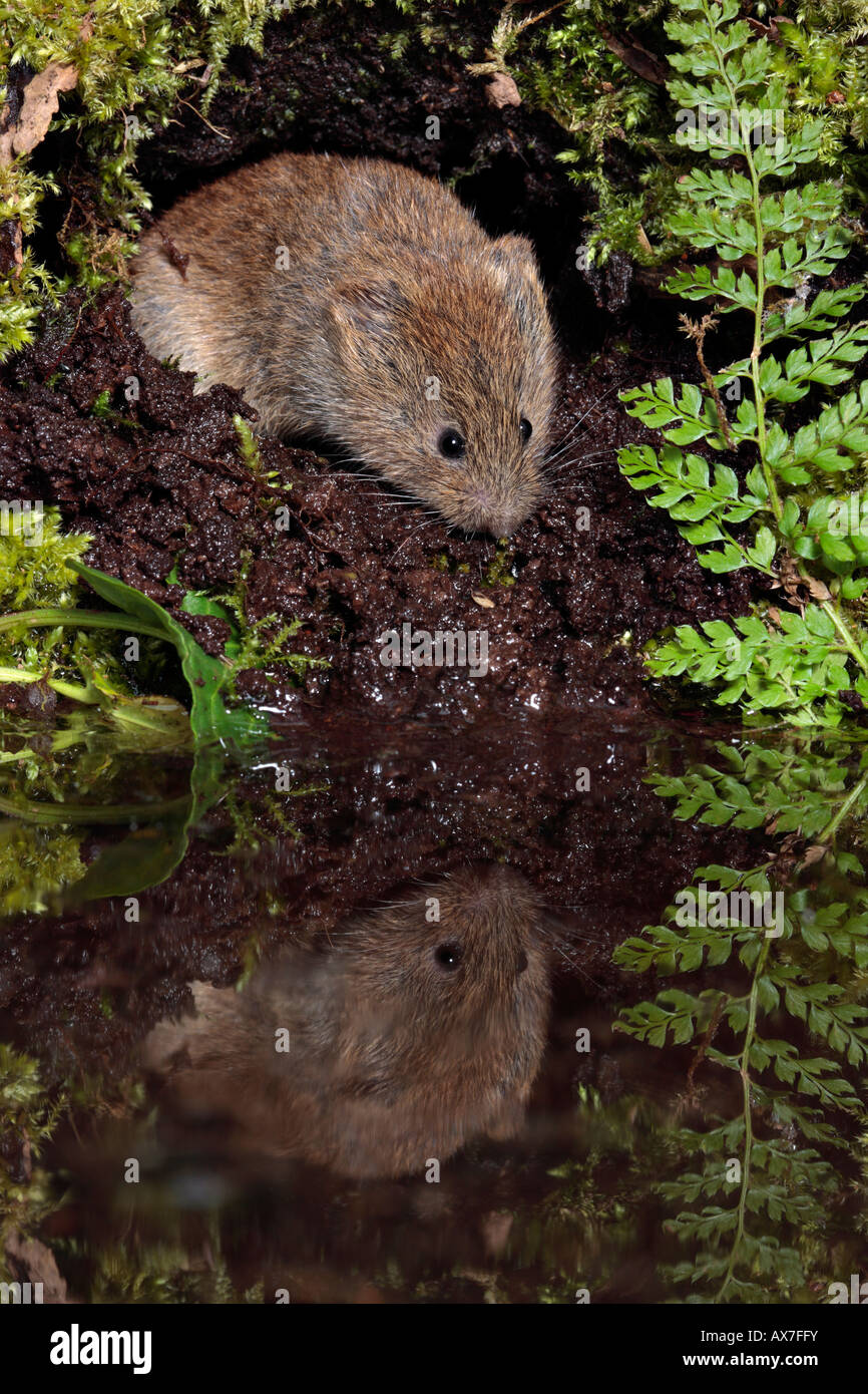 Field Vole or Short Tailed Vole Microtus agrestis by water with ...