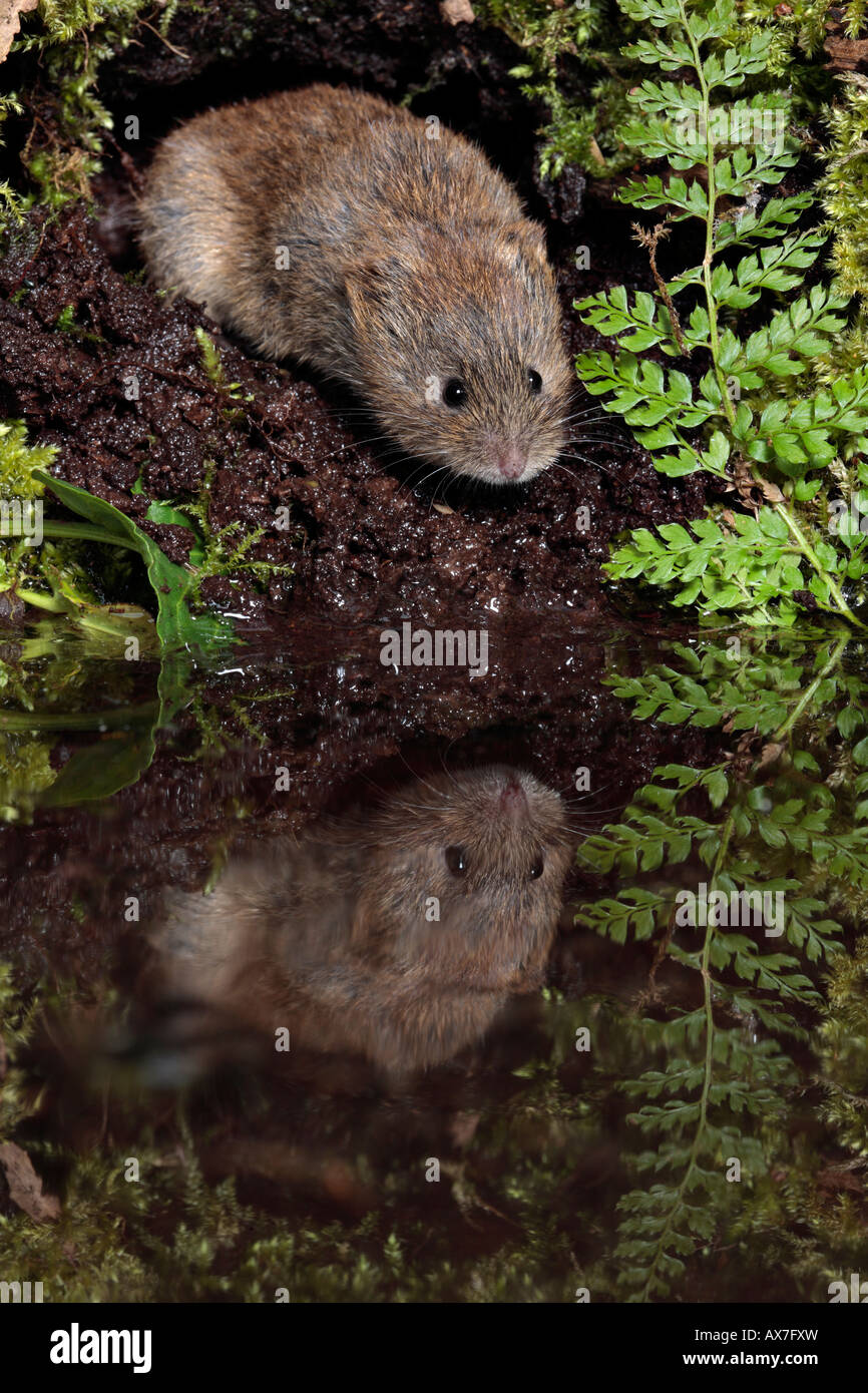 Field Vole or Short Tailed Vole Microtus agrestis by water with ...