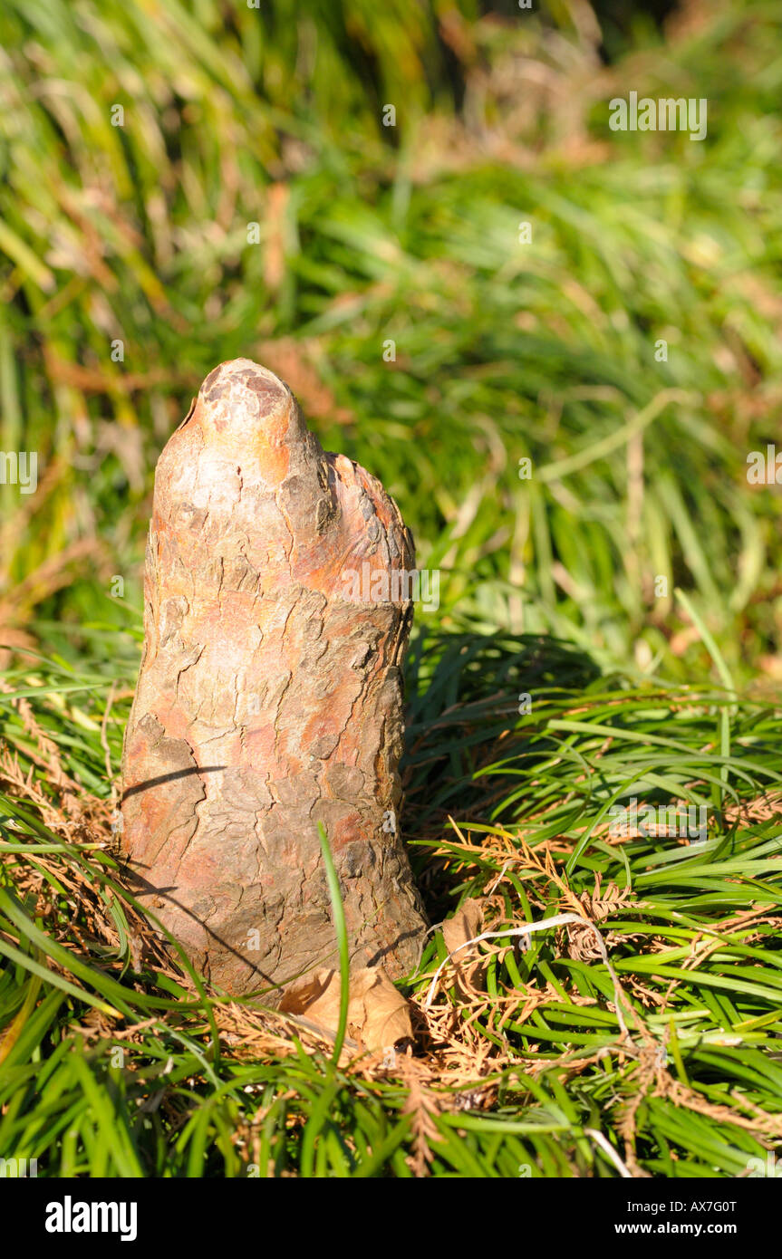 Cypress Tree Roots High Resolution Stock Photography and Images - Alamy