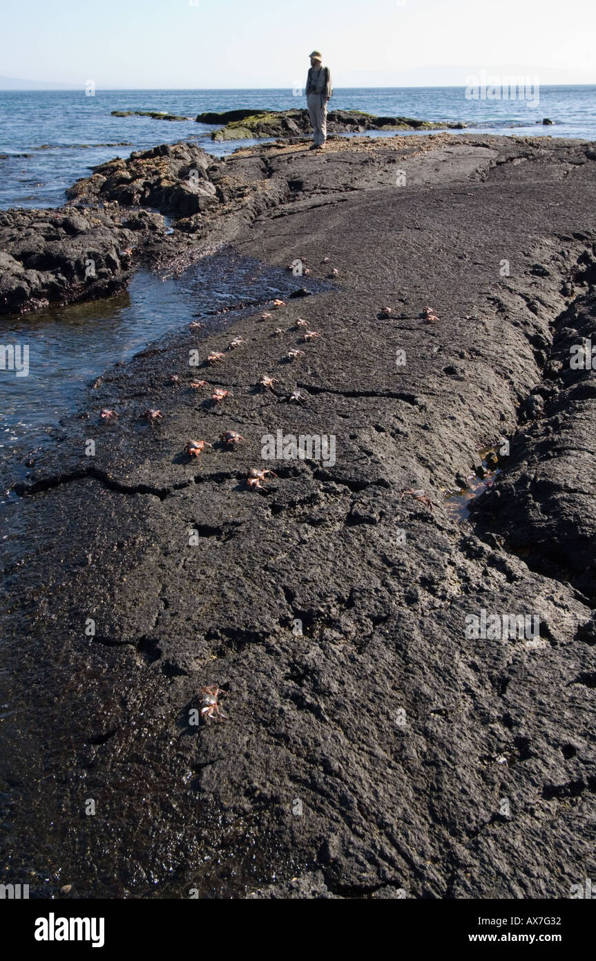Volcanic lava walkway with the tourist and sally lightfoot crabs ...