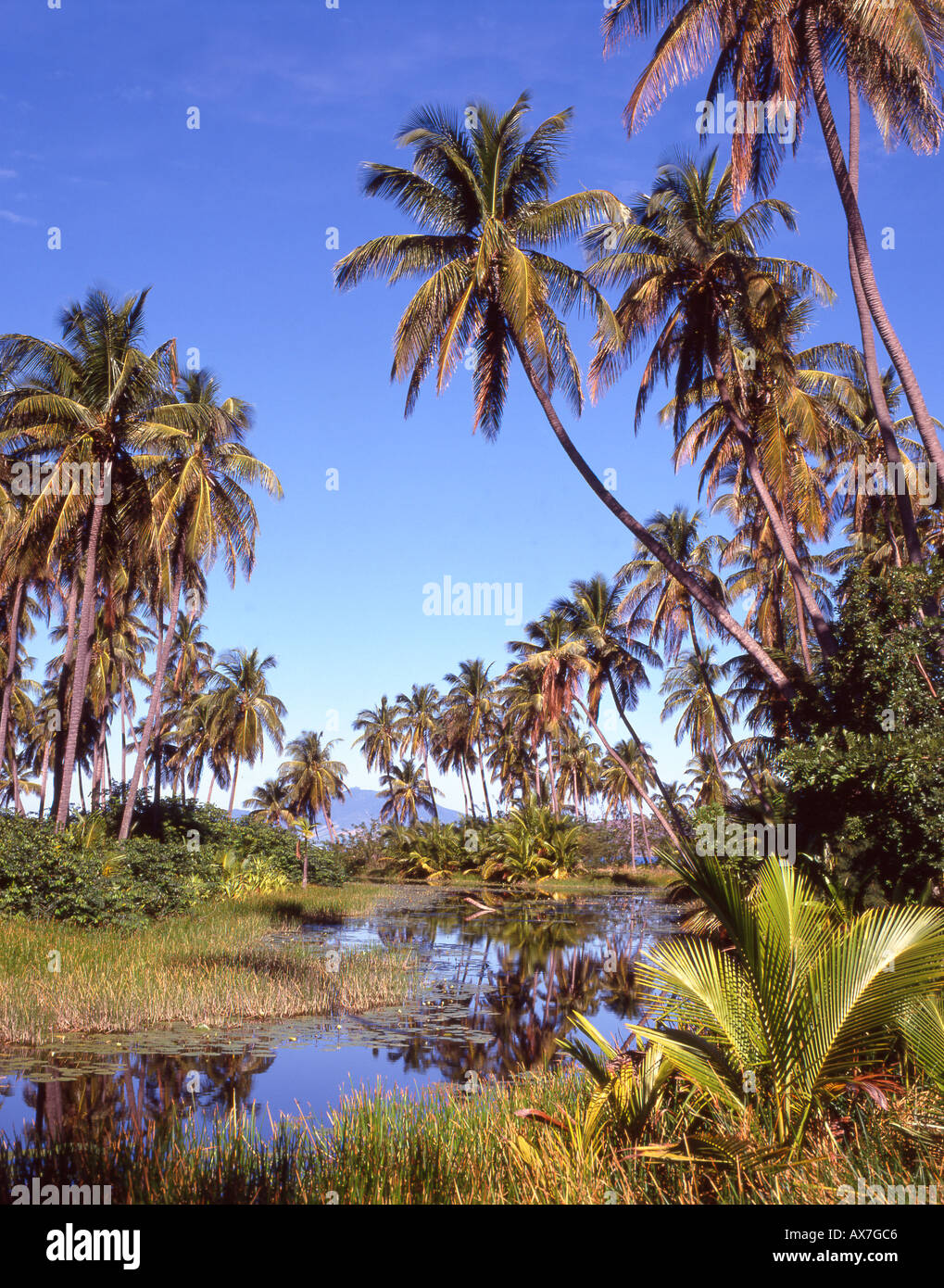 Caribbean, Nevis, Nelson Spring Stock Photo - Alamy