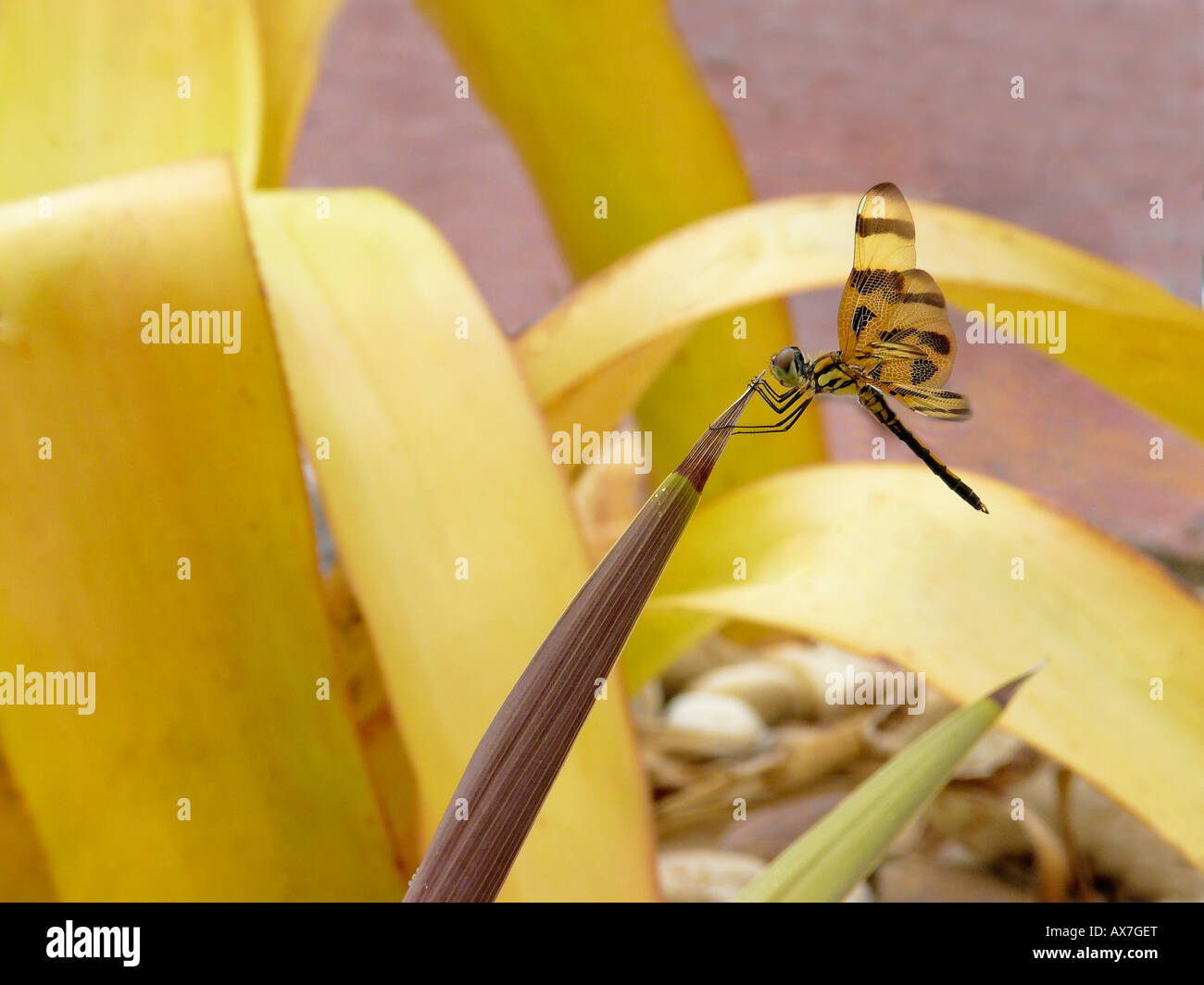 Dragonflies insects hi-res stock photography and images - Alamy