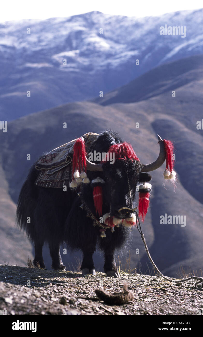 Yak. Yam Drok Tso lake, Tibet Stock Photo - Alamy