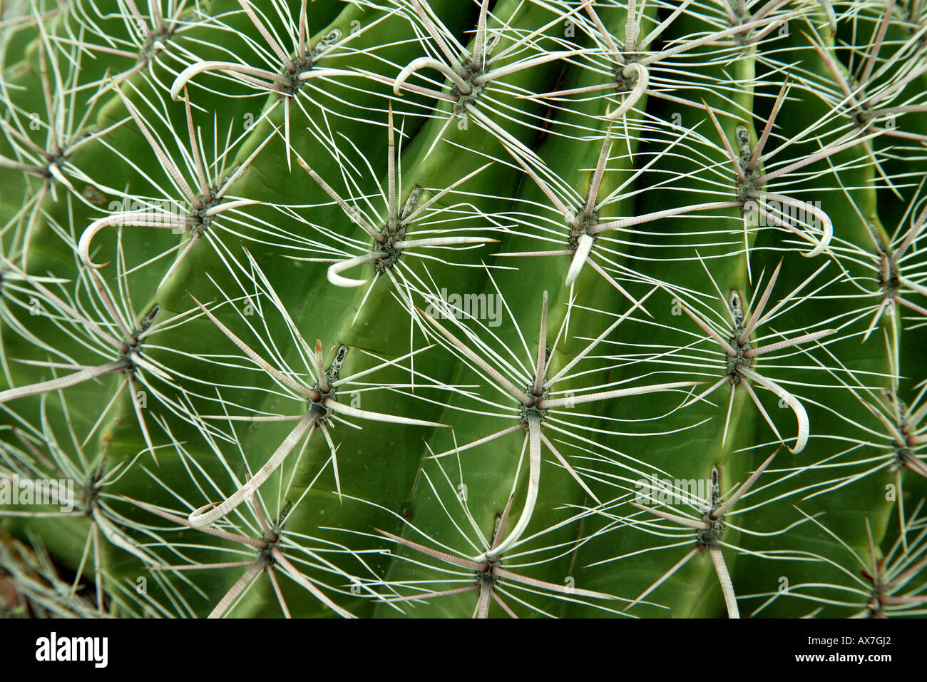Fish Hook Cactus High Resolution Stock Photography and Images - Alamy