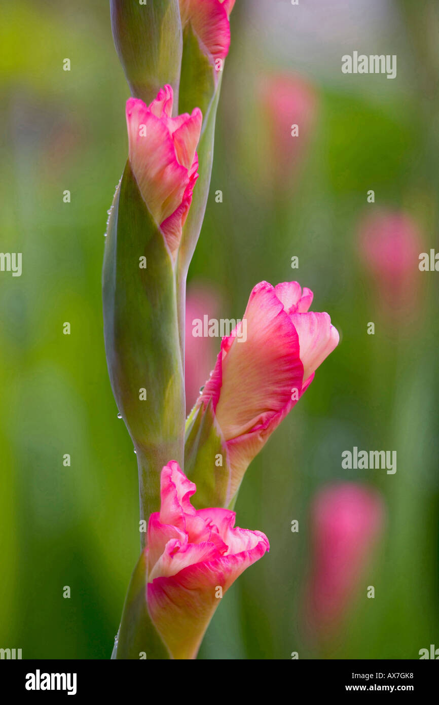 Gladiola stem hi-res stock photography and images - Alamy