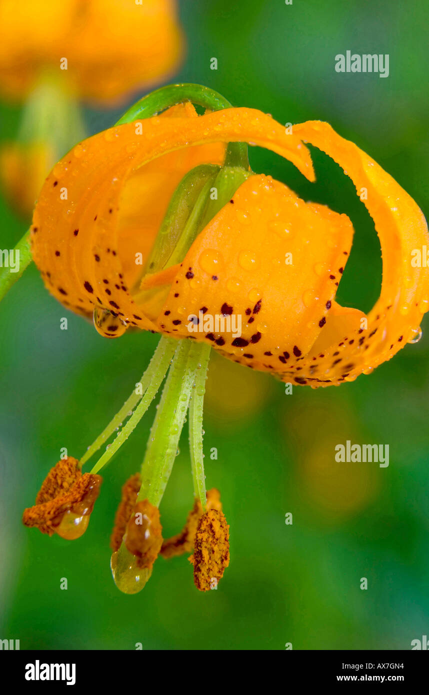 Open lilies hi-res stock photography and images - Alamy