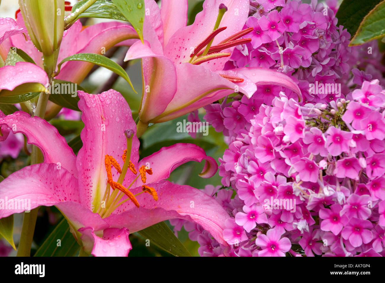 Open lilies hi-res stock photography and images - Alamy