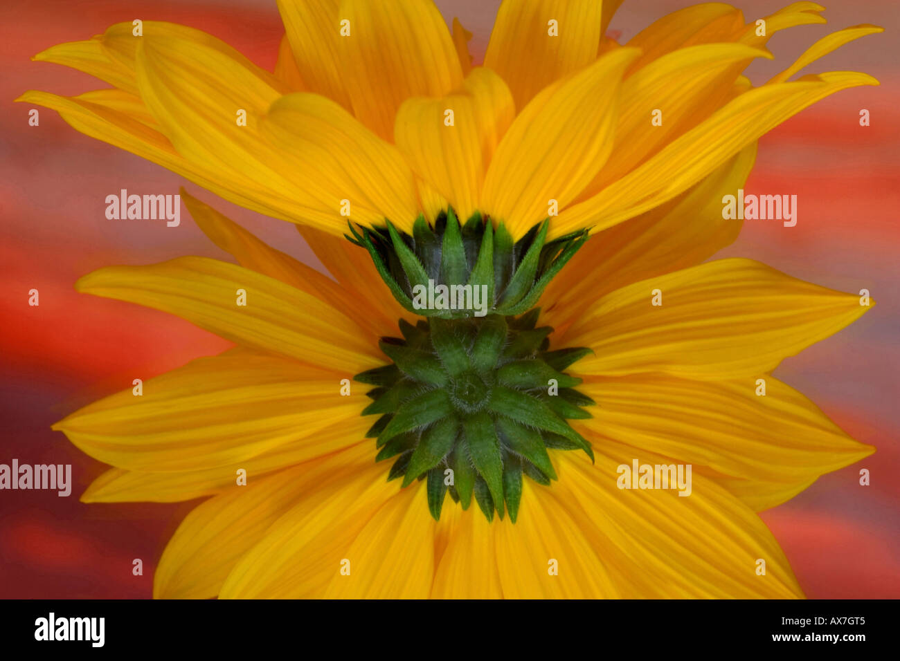 Reflection of a sunflower on a mirror (Helianthus annuus Stock Photo ...