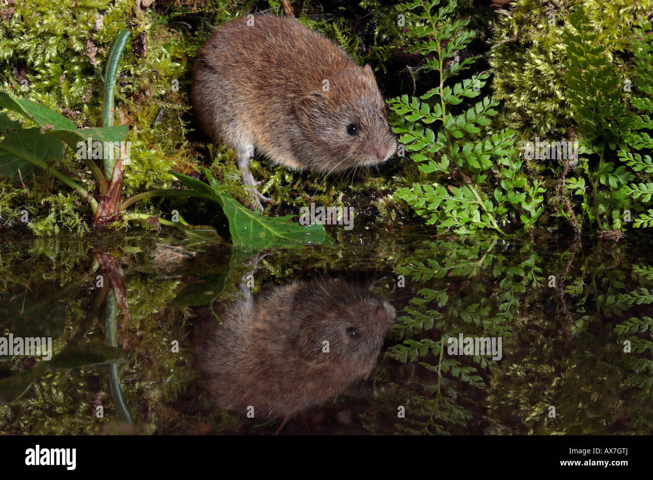 Field Vole or Short Tailed Vole Microtus agrestis by water with ...
