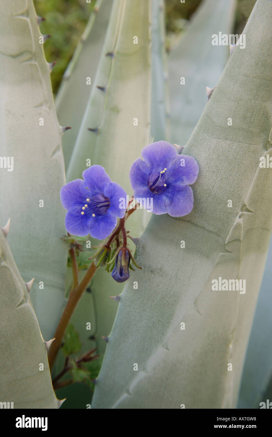 Phacelia campanularia hi-res stock photography and images - Alamy