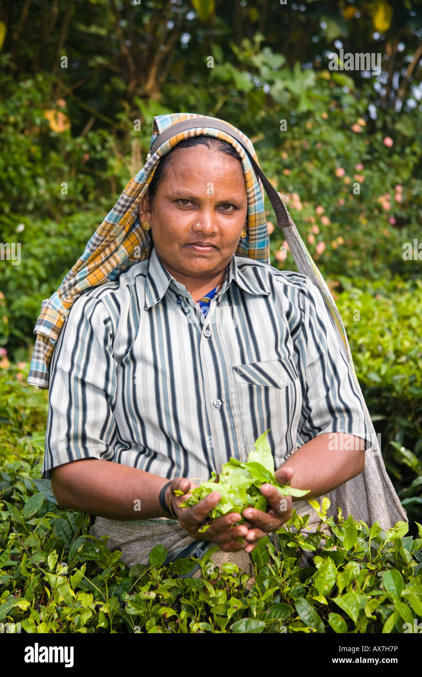 Vandiperiyar hi-res stock photography and images - Alamy