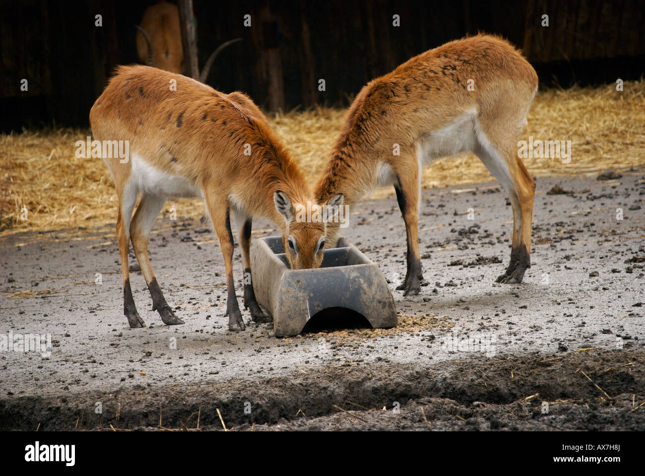 pair of lechwe deer eating together Stock Photo - Alamy
