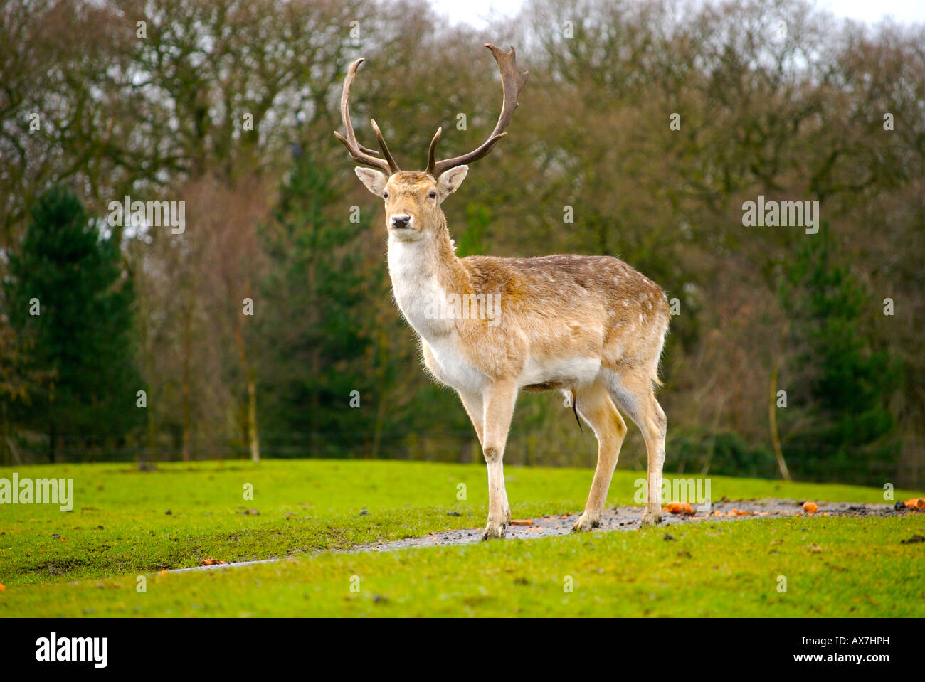 Large stag standing proud on a hill watching over his territory Stock ...