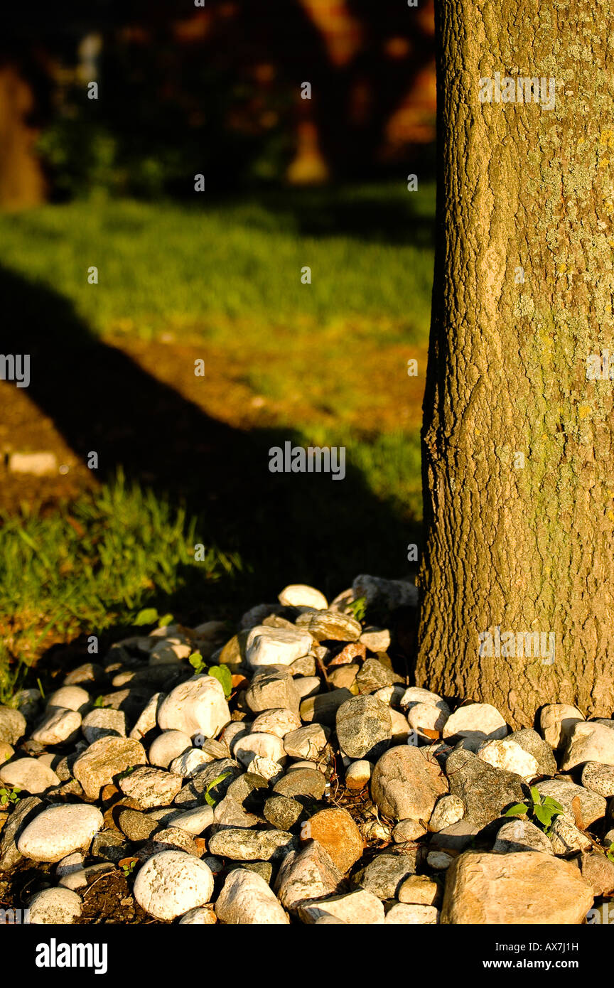 A harsh shadow is cast by a tree trunk Stock Photo - Alamy