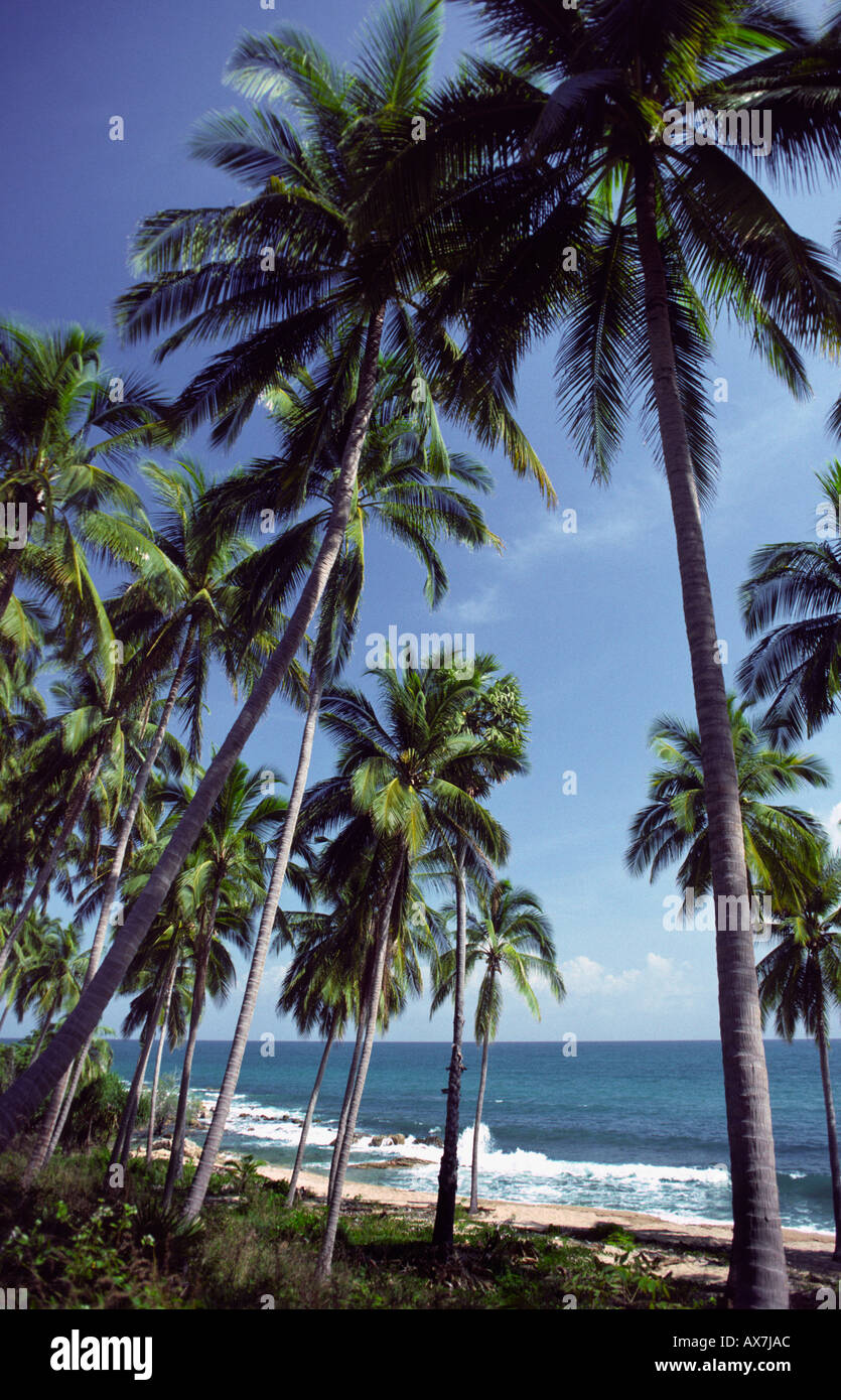 Palm trees. Ko Samui Island, Thailand Stock Photo - Alamy