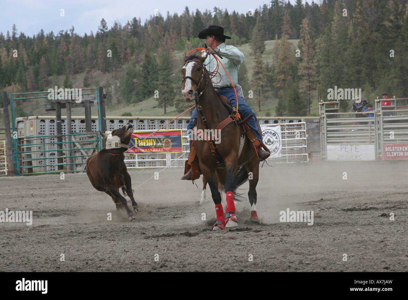 Calf roping event at a rodeo Stock Photo - Alamy