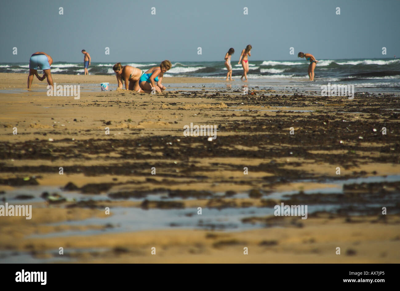 Picking clams hi-res stock photography and images - Alamy