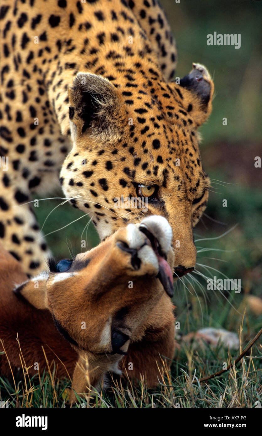 Leopard killing impala hi-res stock photography and images - Alamy
