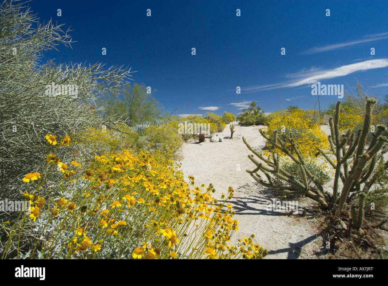 Spring wildflowers blooming in the desert of Anza-Borrego Desert State ...