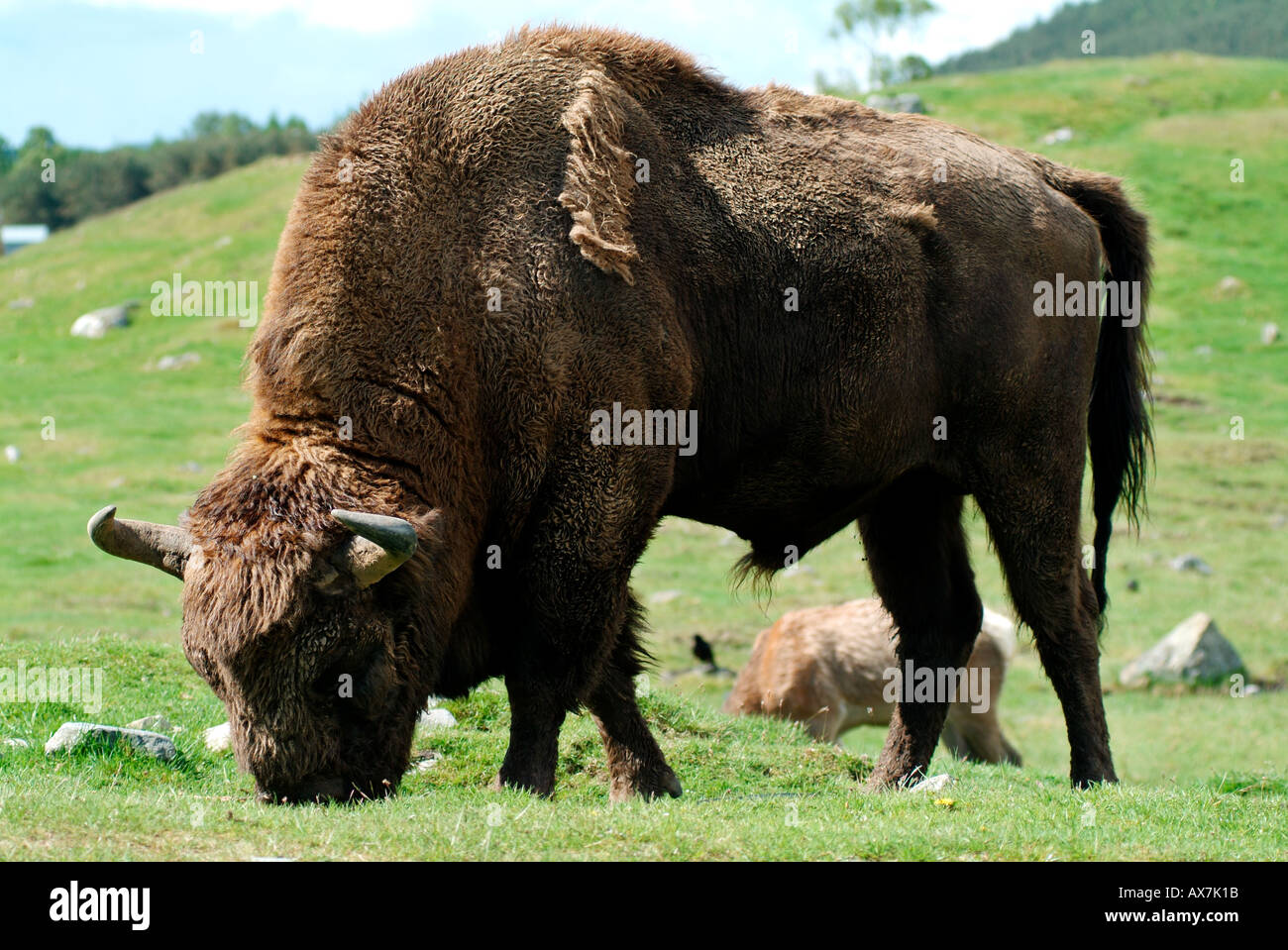 Bison uk bull hi-res stock photography and images - Alamy