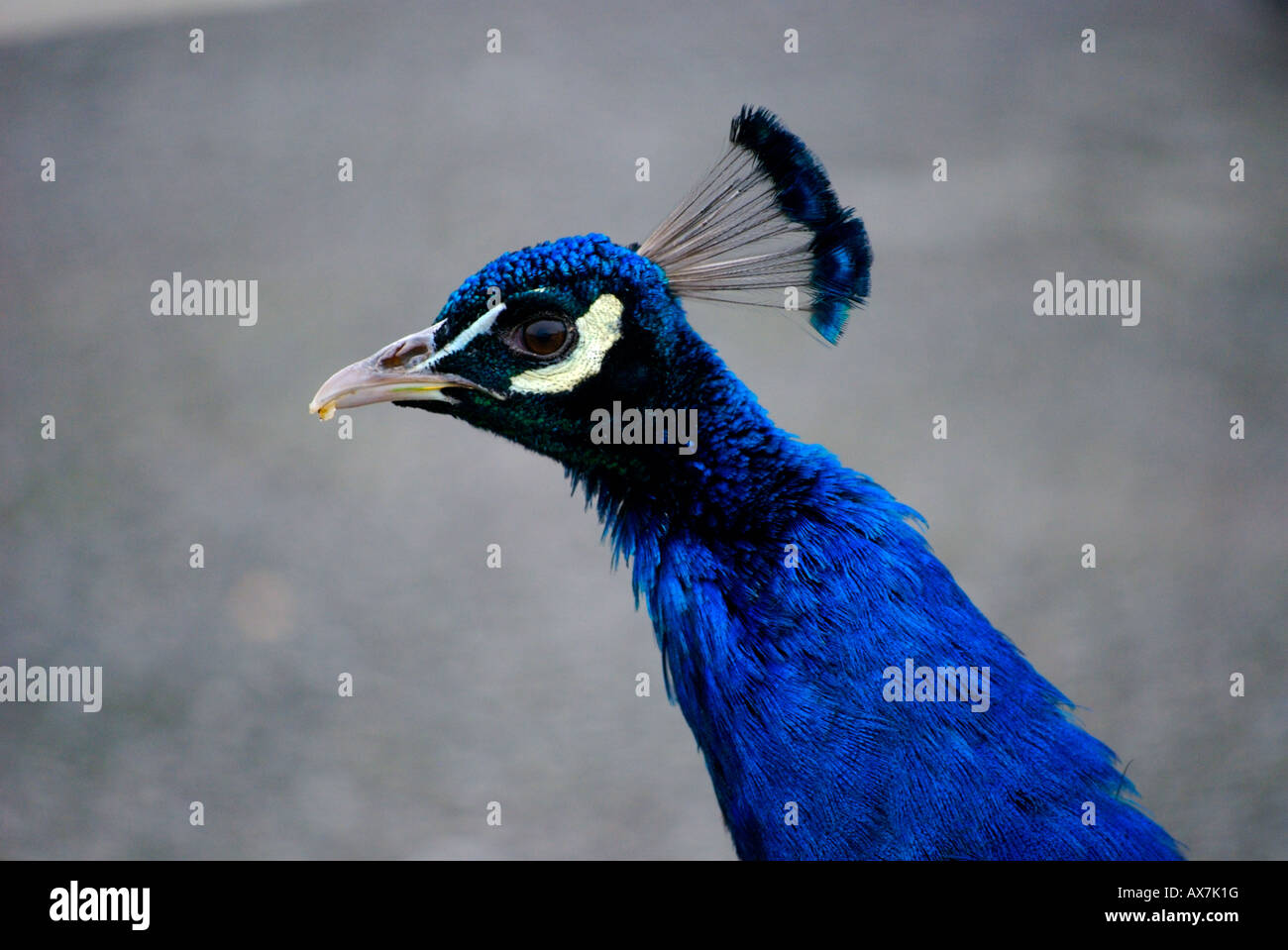Large peacock head shot Stock Photo - Alamy