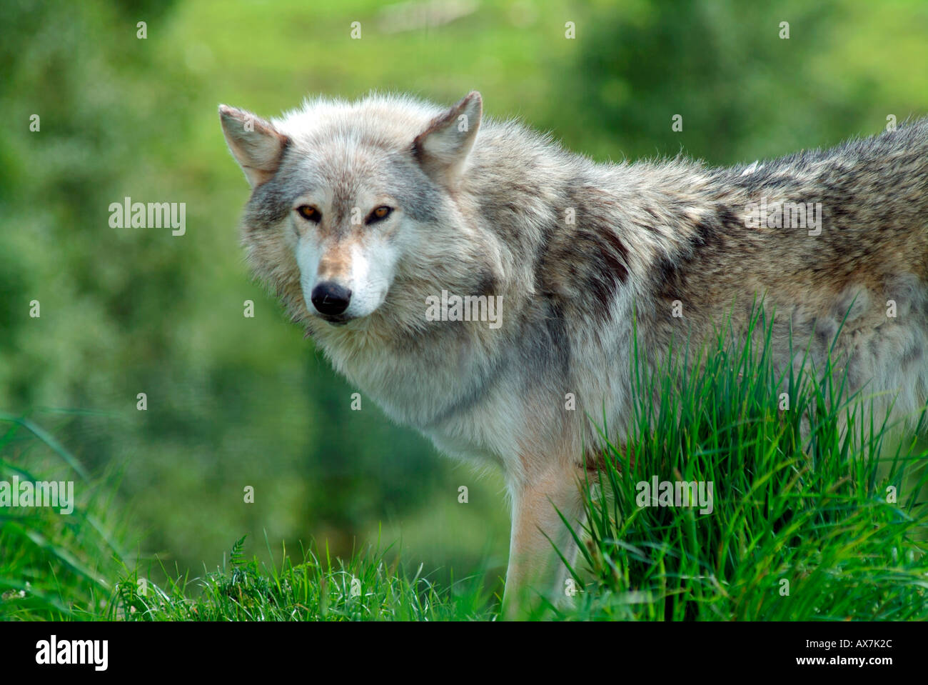 Highland wildlife park kincraig wolf hi-res stock photography and ...